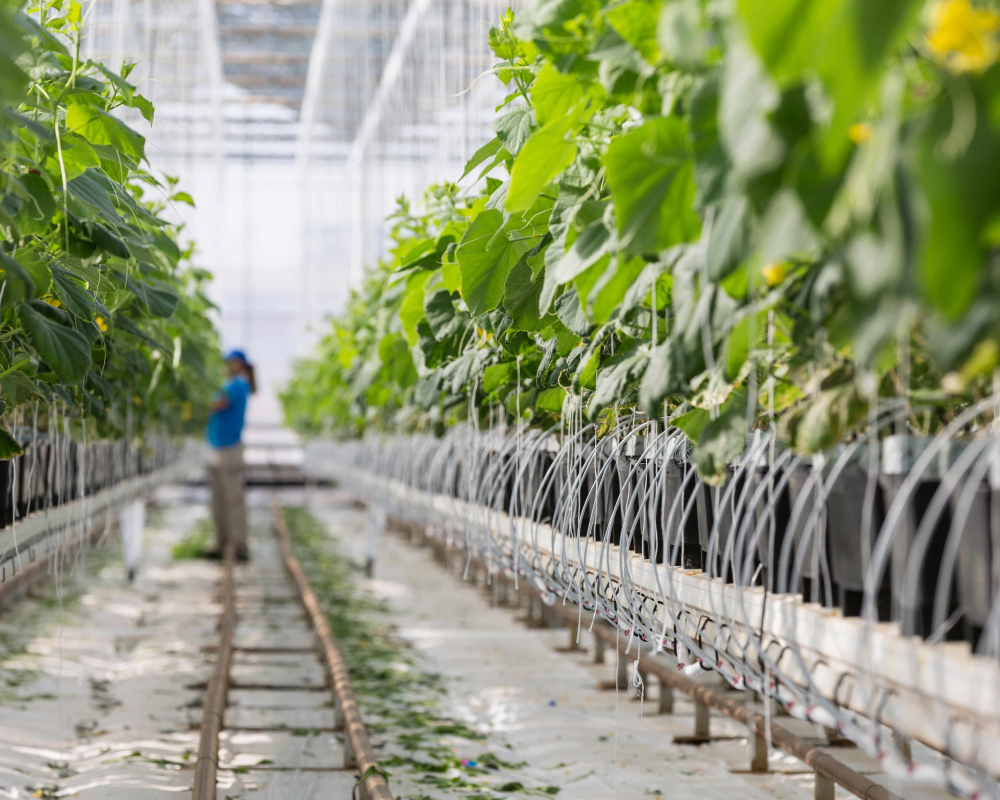 Food safety and food risk management - 2nd Degree Course - Fooder, Food ...